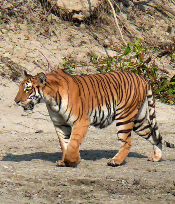 Activities - Himalayan Glacier
